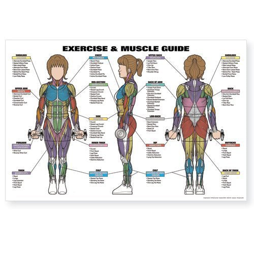 Exercise & Muscle Guide-Female 24"x36" | American Fitness